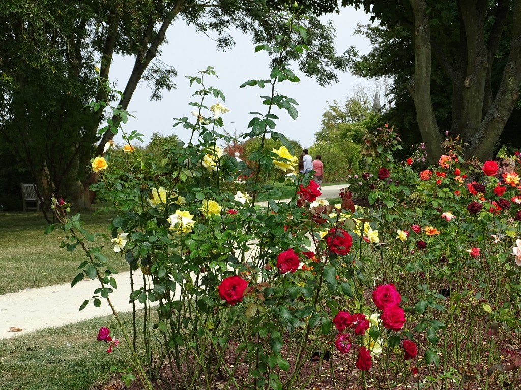 Dix ans pour créer un rosier, Matthias Meilland Obtenteur de roses s ...