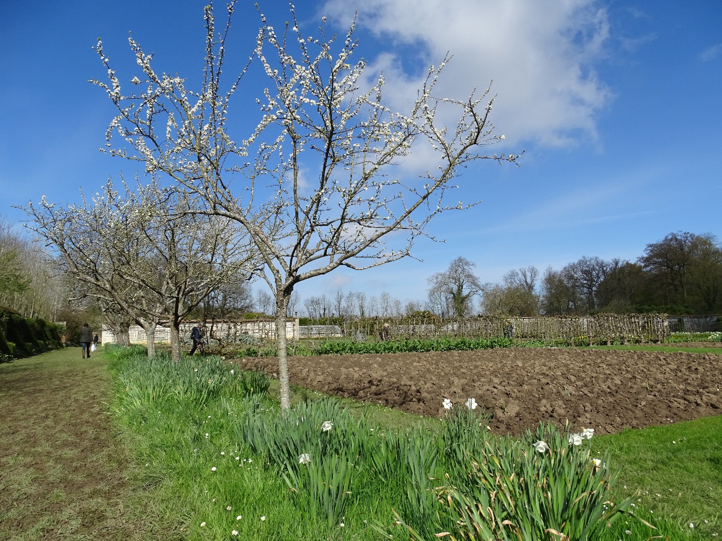 Le potager fleuri à la française - Beaux jardins et Potagers