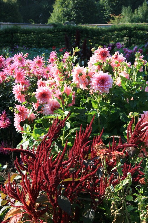 Potager fleuri de Saint-Jean de Beauregard - Beaux jardins et Potagers