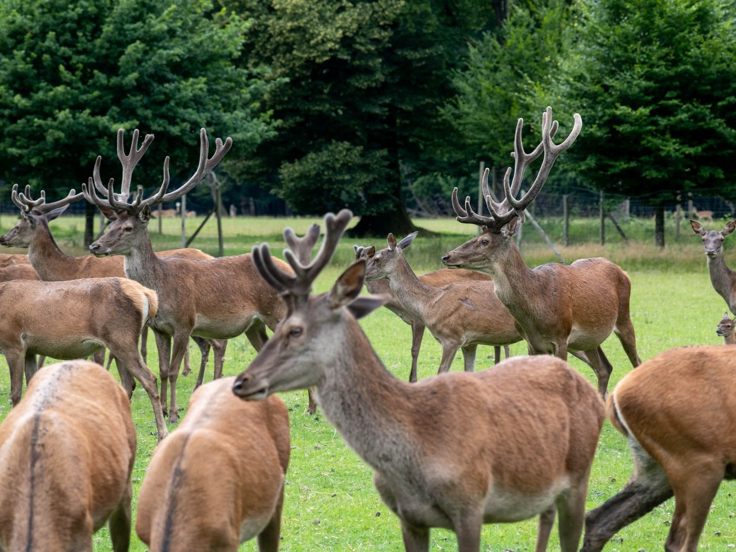 Brame du cerf | Animation Nature Culture - Beaux jardins et Potagers